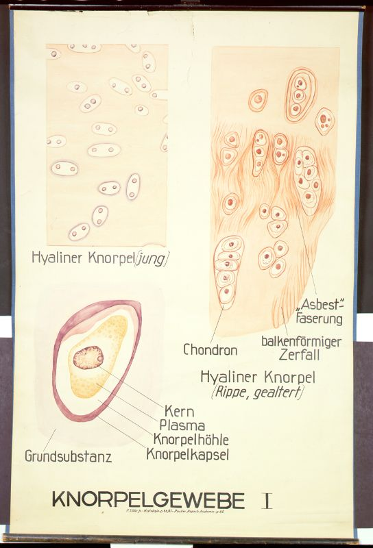 Wandtafel, Knorpelgewebe I