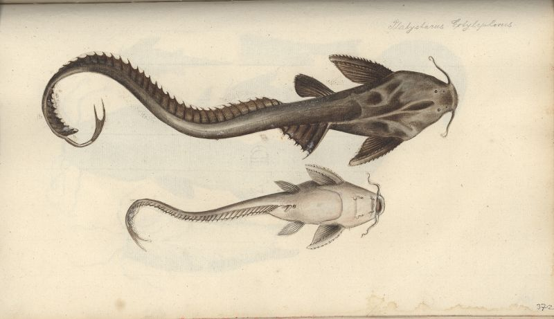 Handzeichnung, Bloch, Aspredo cotylephorus