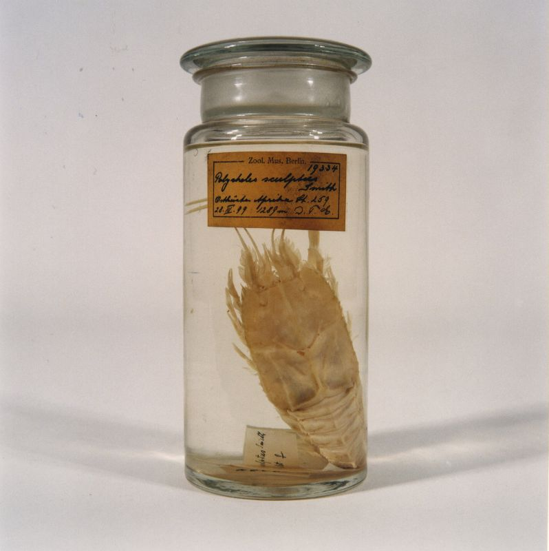 Polycheles sculptus, Feuchtpräparat